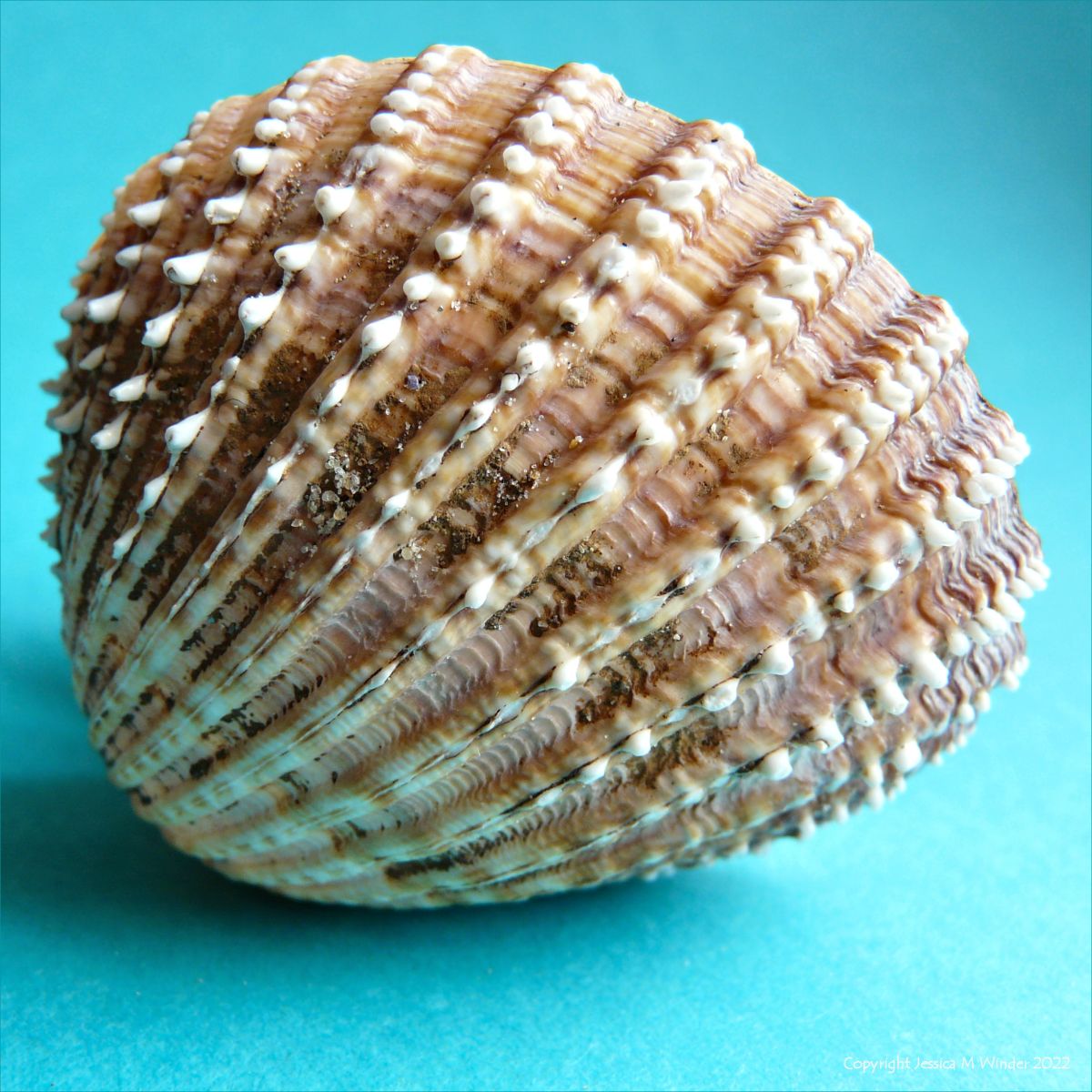 Seashell Textures Spiny Cockle 1-6 – Jessica's Nature Blog