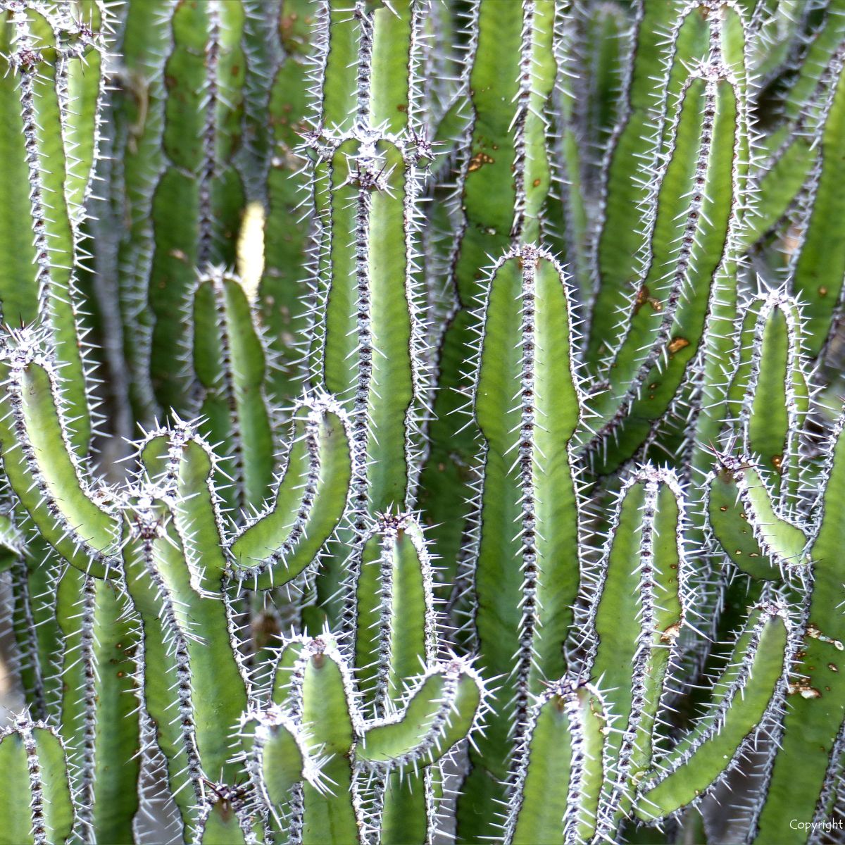 modified leaves – Jessica's Nature Blog