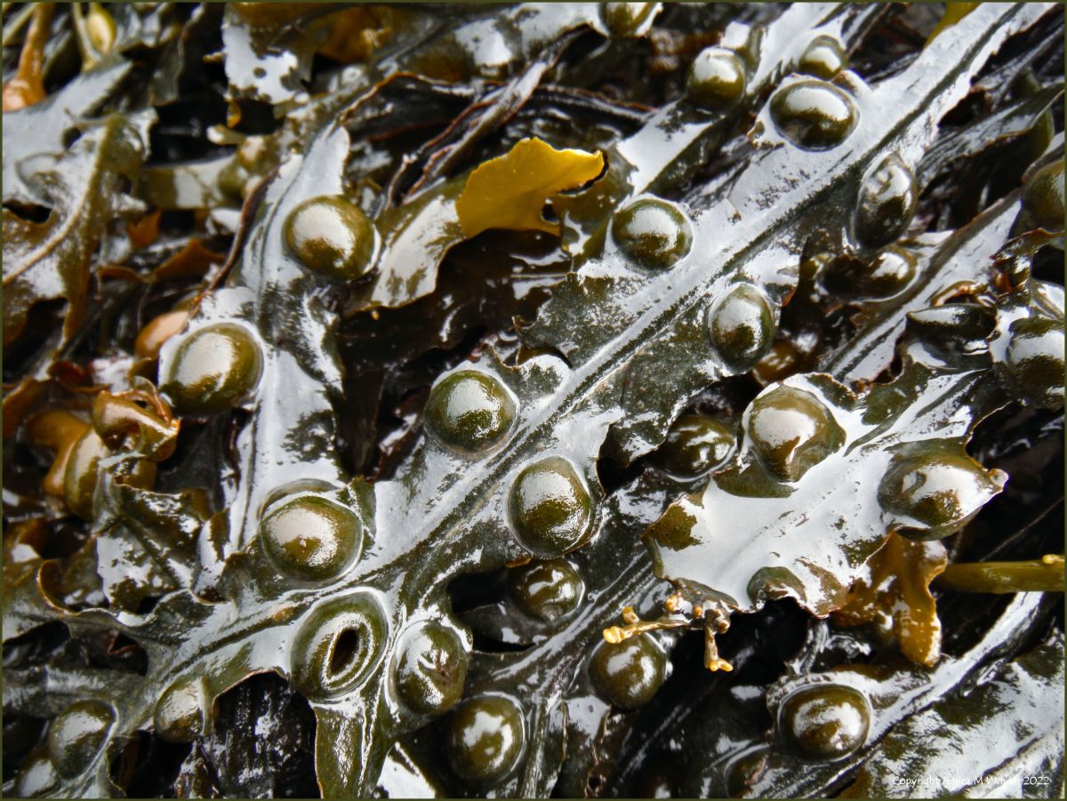 Seaweed Textures GB 7-11 – Jessica's Nature Blog