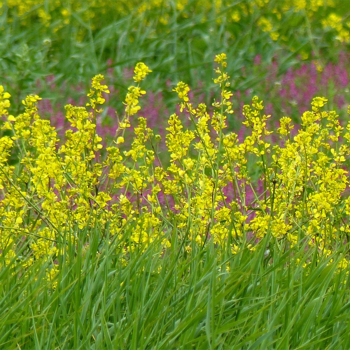 ARABLE WEEDS – Jessica's Nature Blog