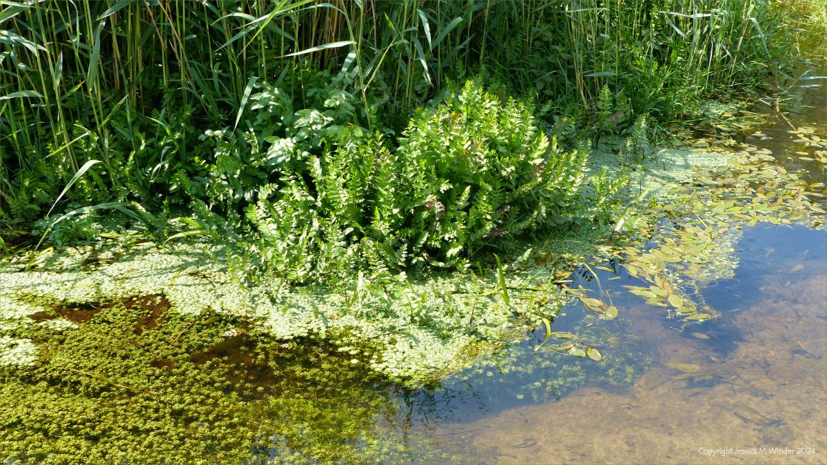 Streamside Plant Community at Llangennith – Jessica's Nature Blog