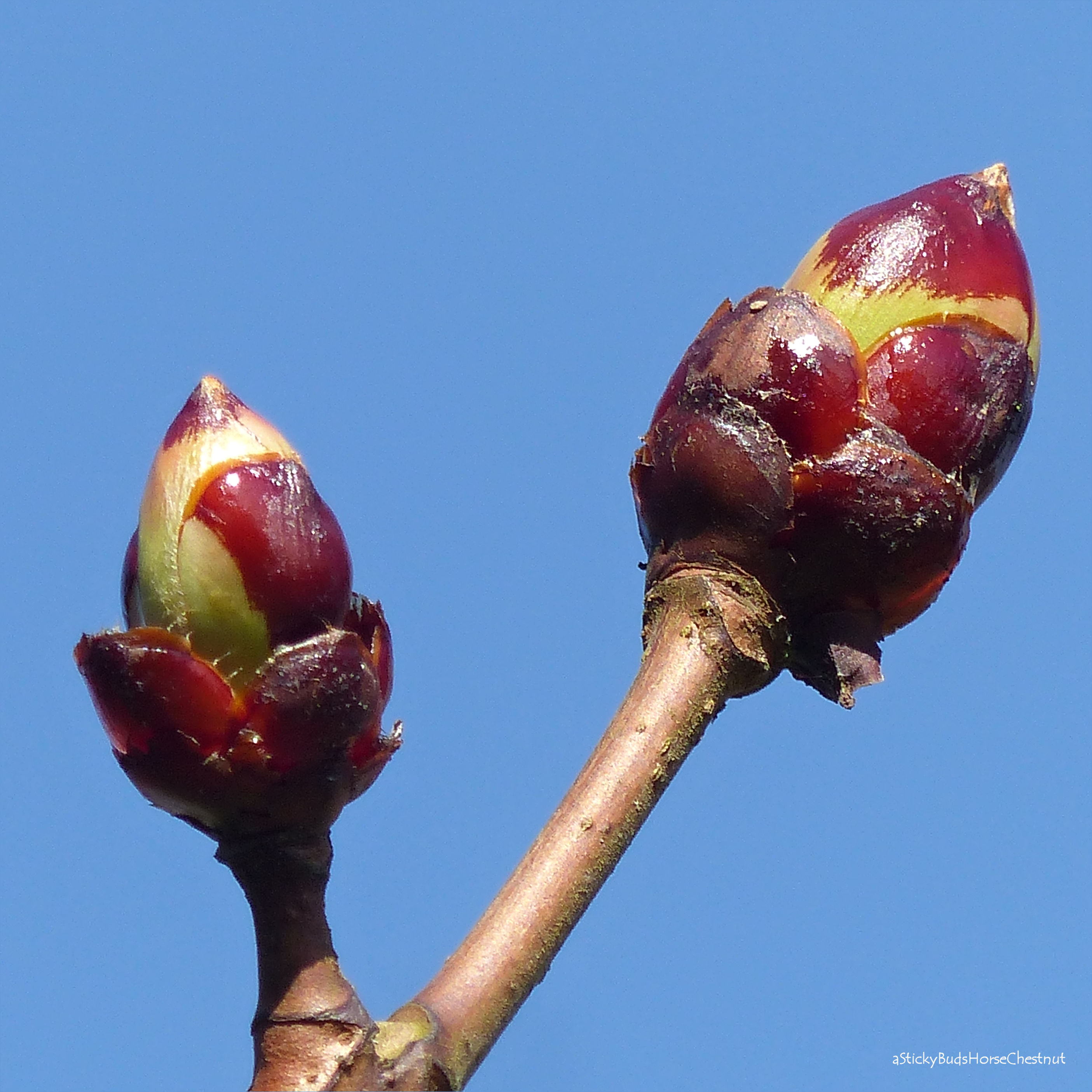 Horse Chestnut Sticky Buds – Jessica's Nature Blog