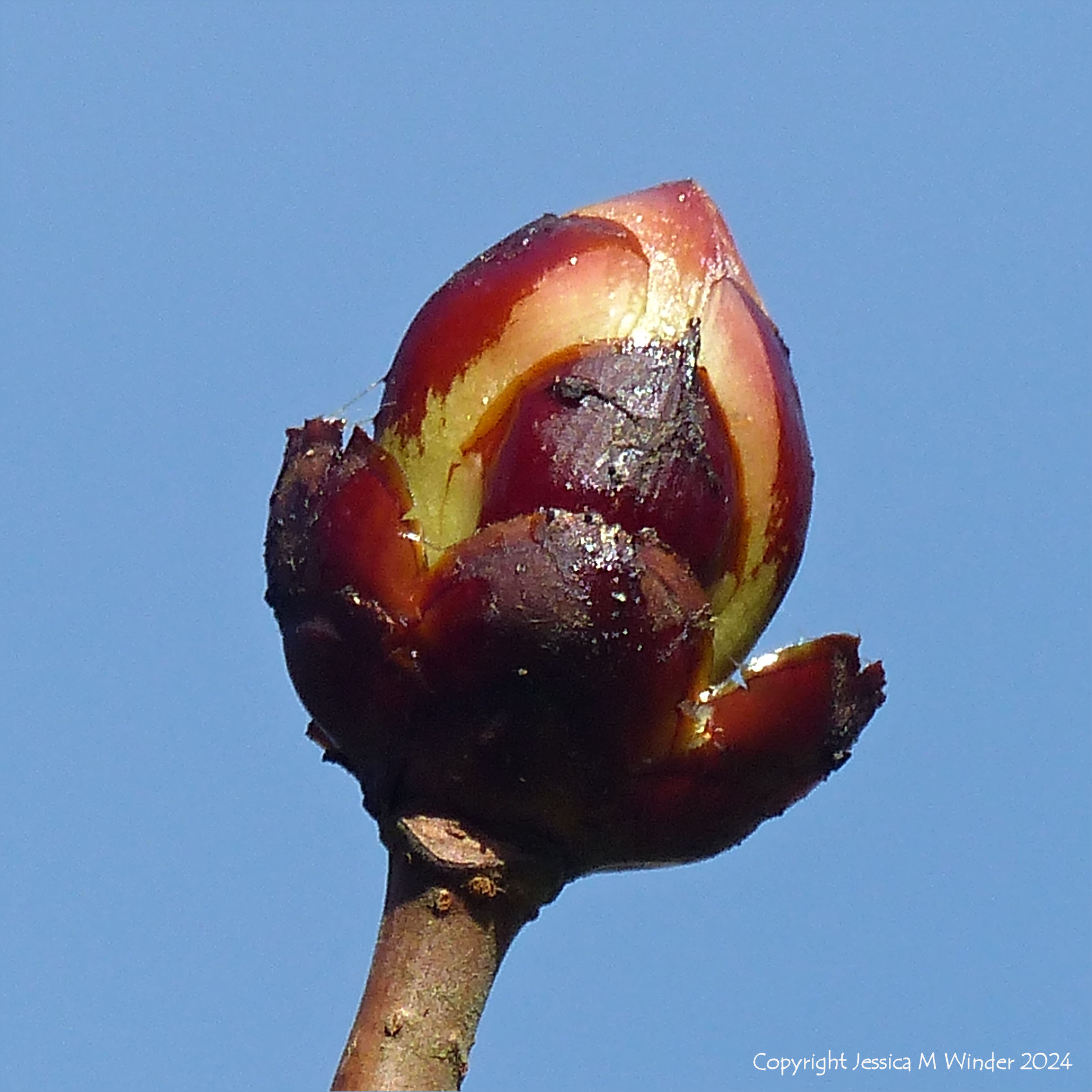 Horse Chestnut Sticky Buds – Jessica's Nature Blog