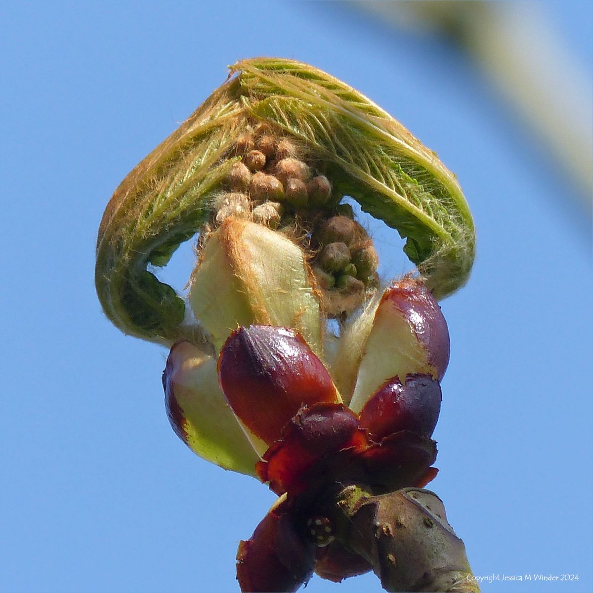 Horse Chestnut Sticky Buds – Jessica's Nature Blog