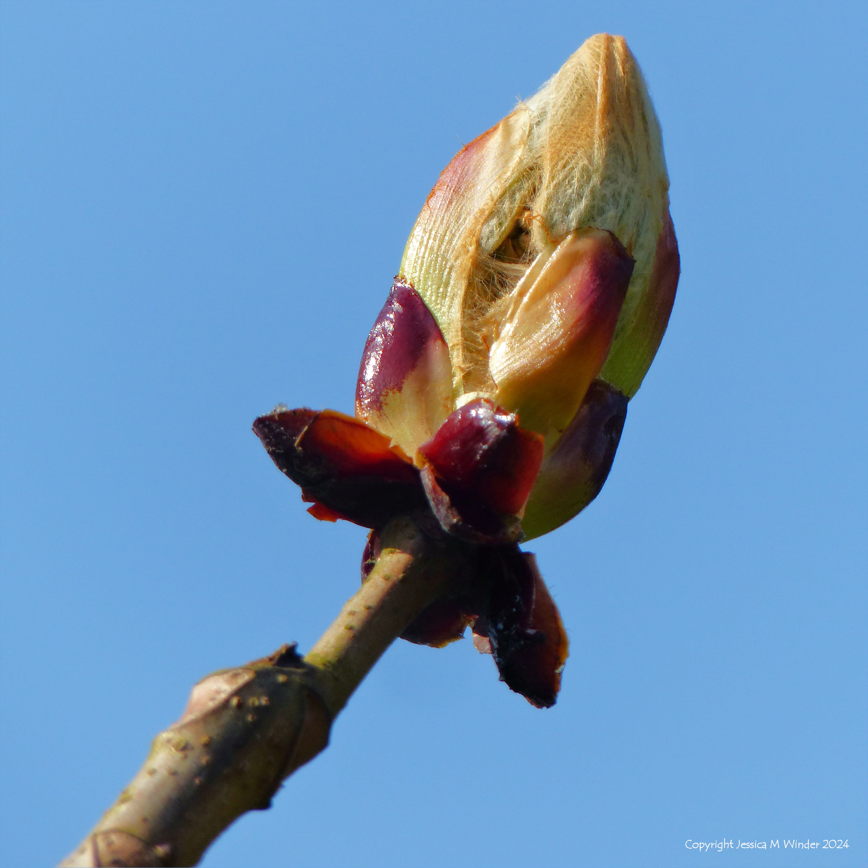 Horse Chestnut Sticky Buds – Jessica's Nature Blog