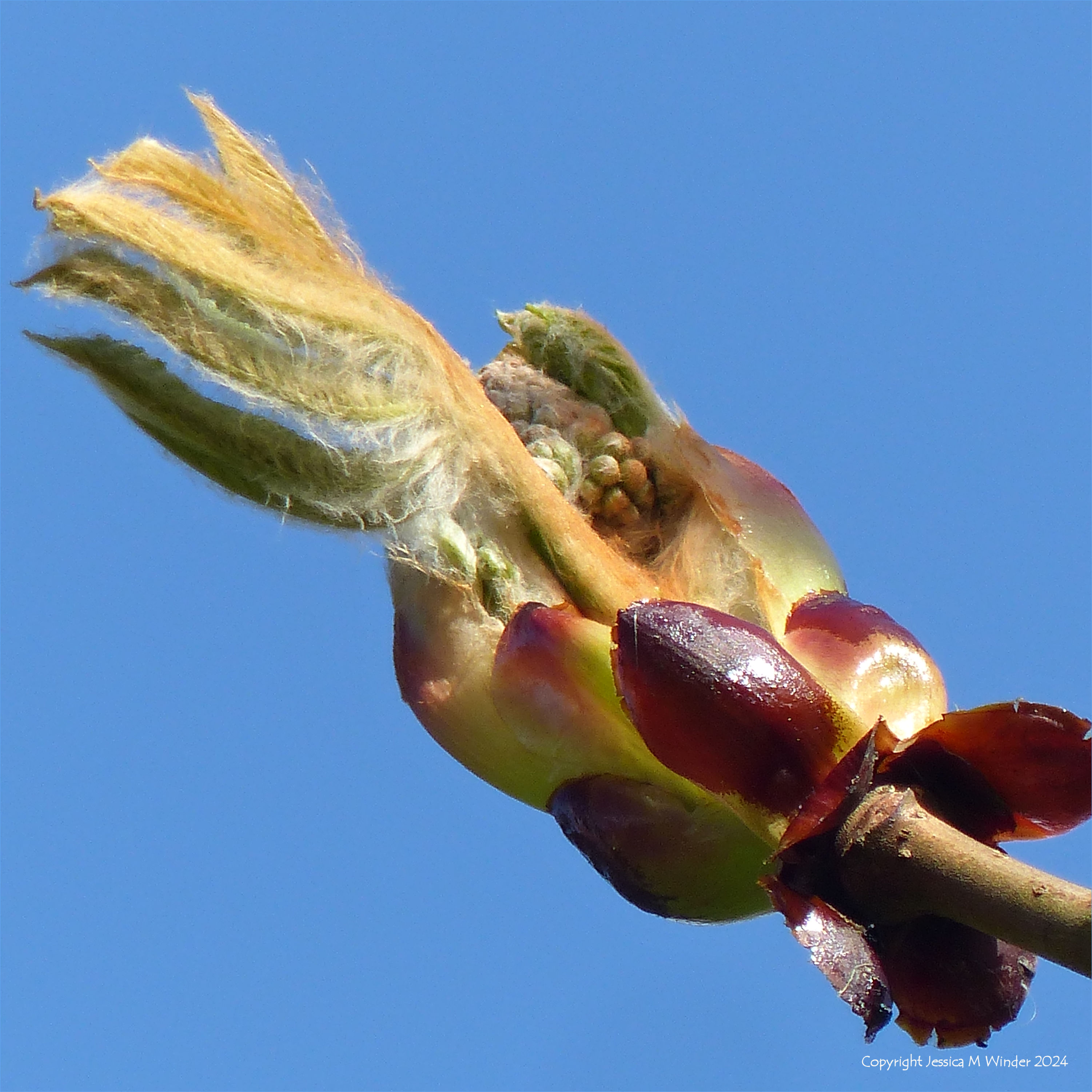Horse Chestnut Sticky Buds – Jessica's Nature Blog