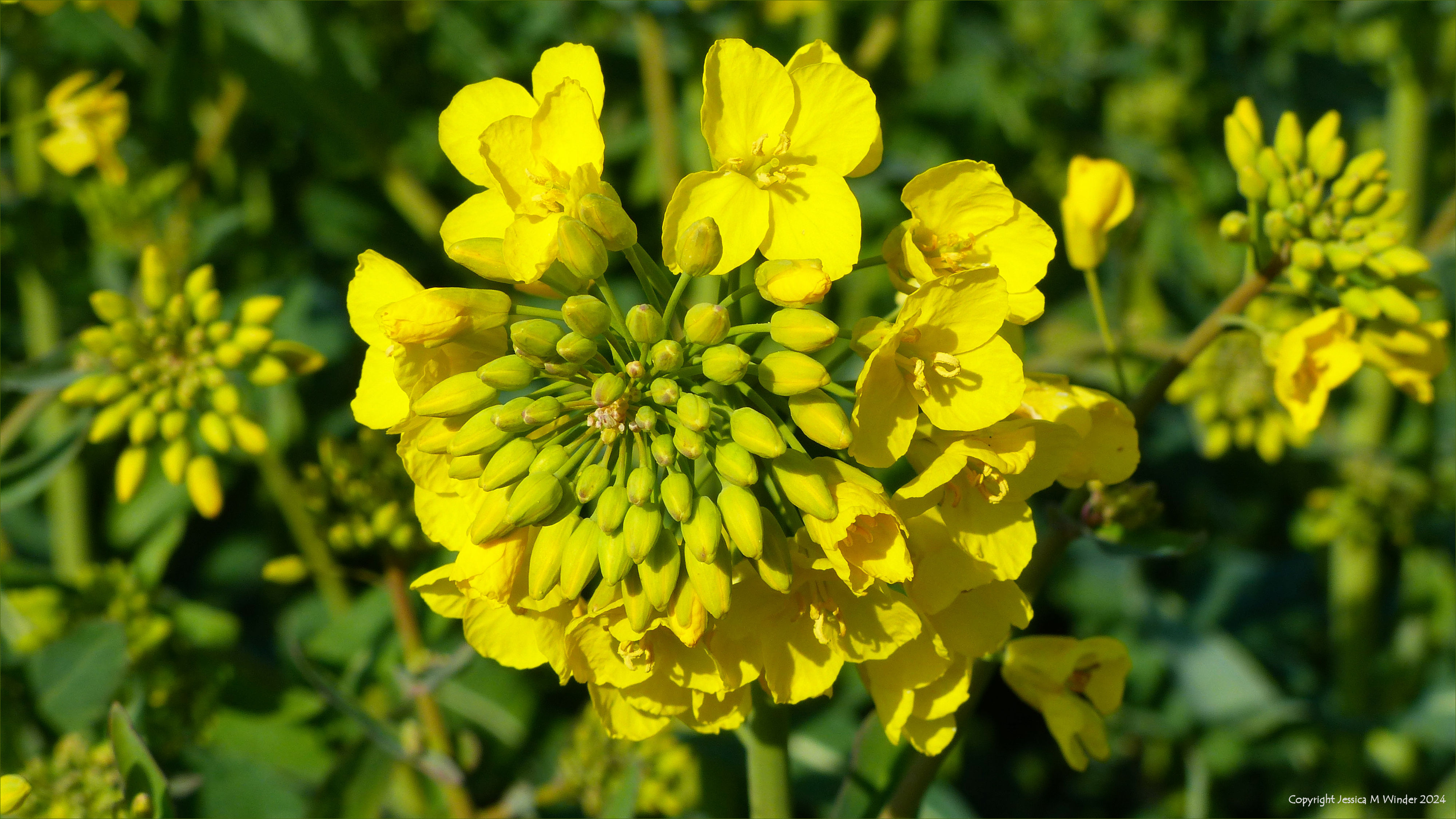 Oilseed Rape Flowers – Jessica's Nature Blog