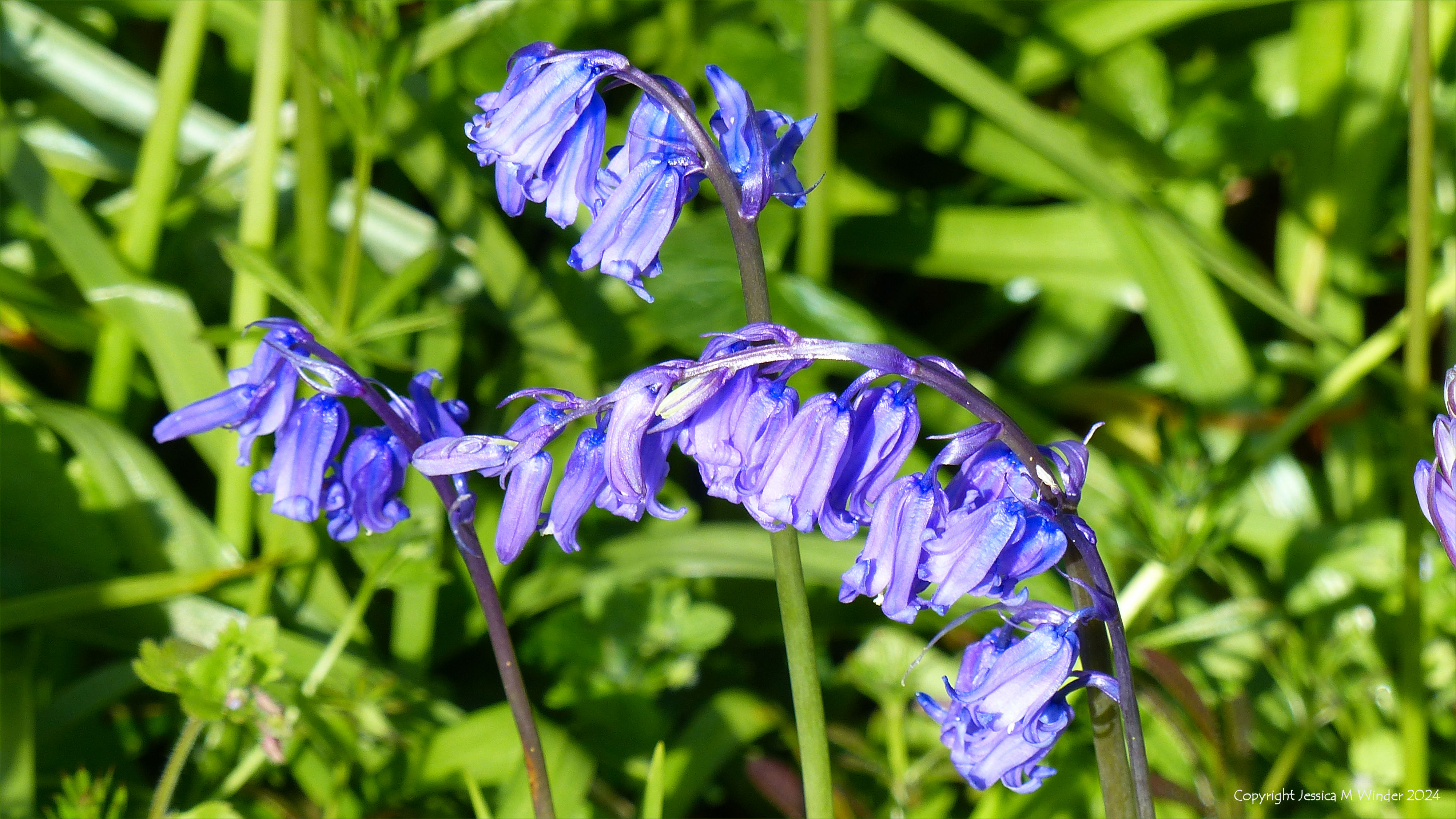 Native Bluebells – Jessica's Nature Blog