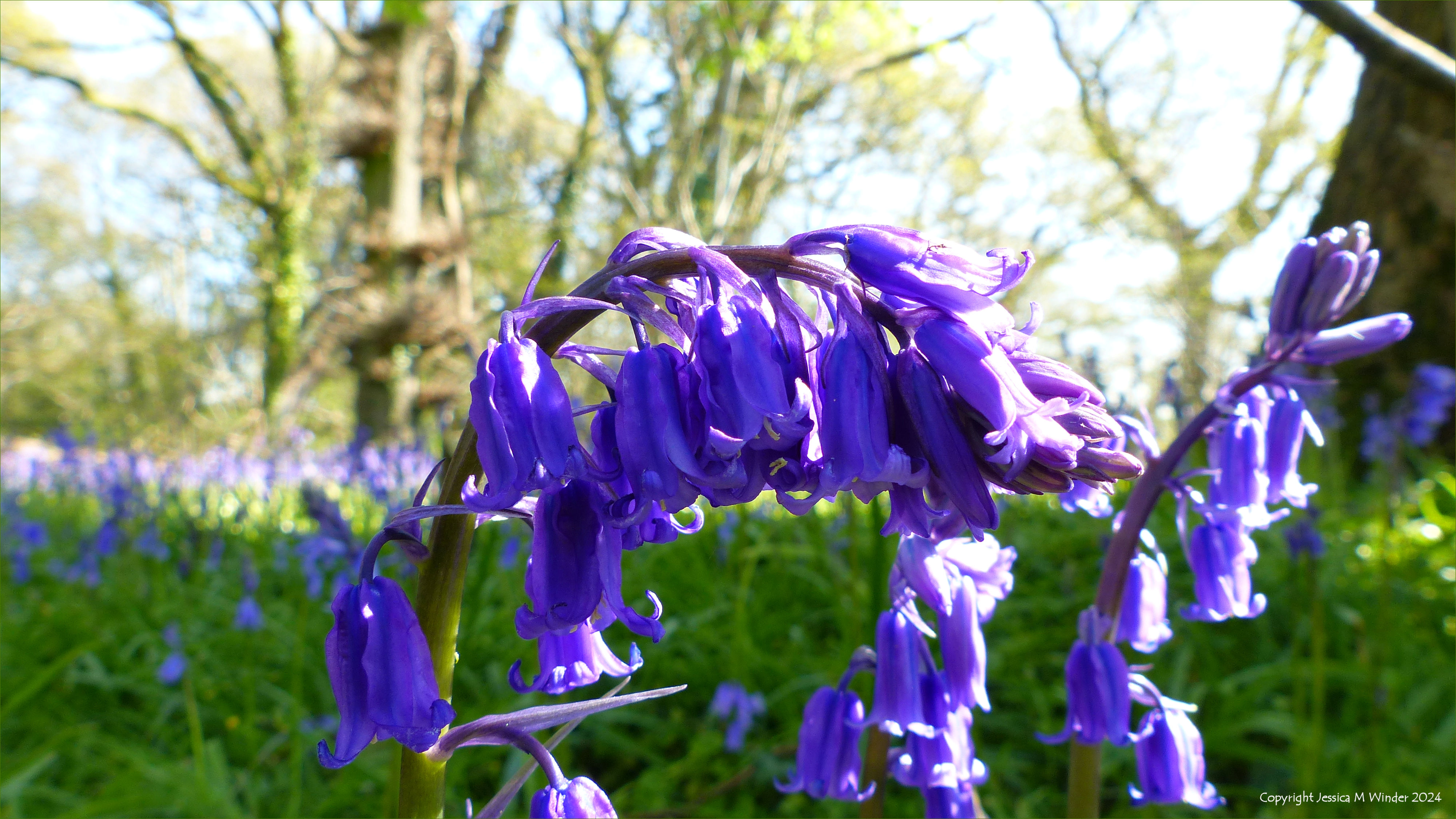 Native Bluebells – Jessica's Nature Blog