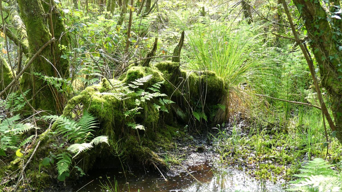 Crymlyn Bog in May – Jessica's Nature Blog
