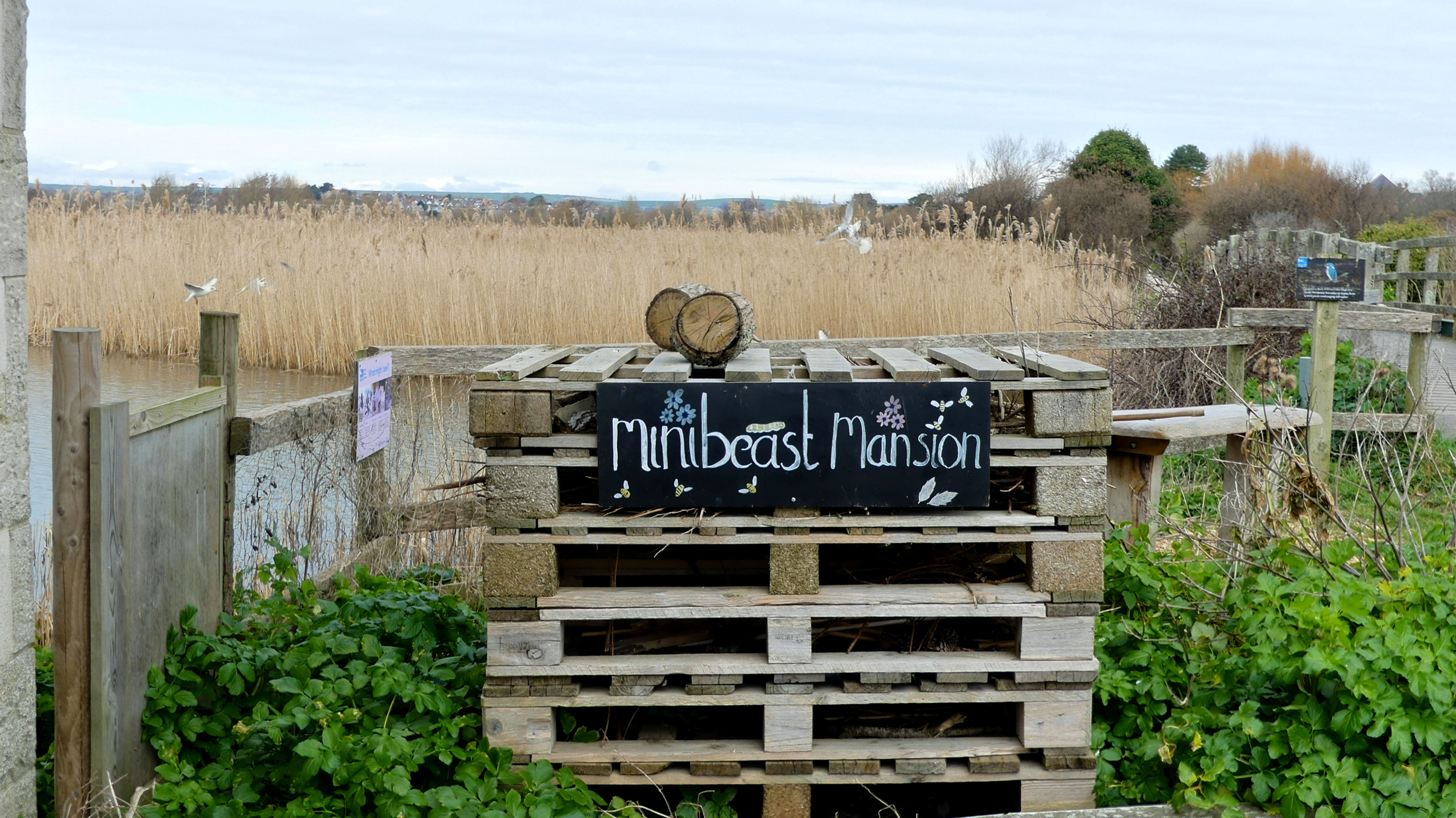A Walk at Radipole Lake – Jessica's Nature Blog