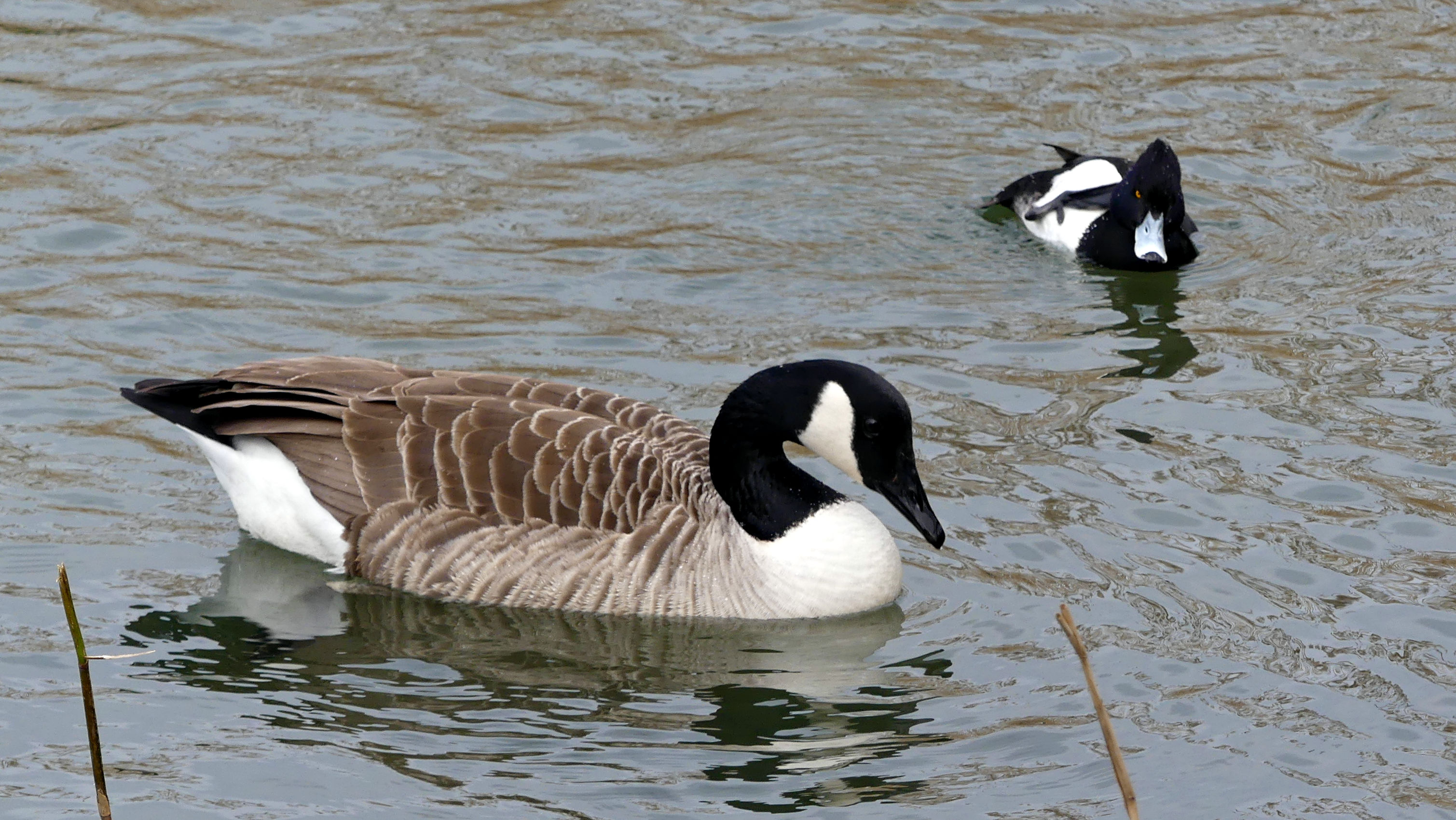 A Walk at Radipole Lake – Jessica's Nature Blog