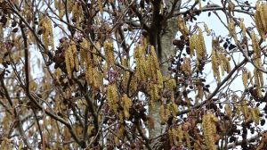 Jessica's Nature Blog – https://natureinfocus.blog