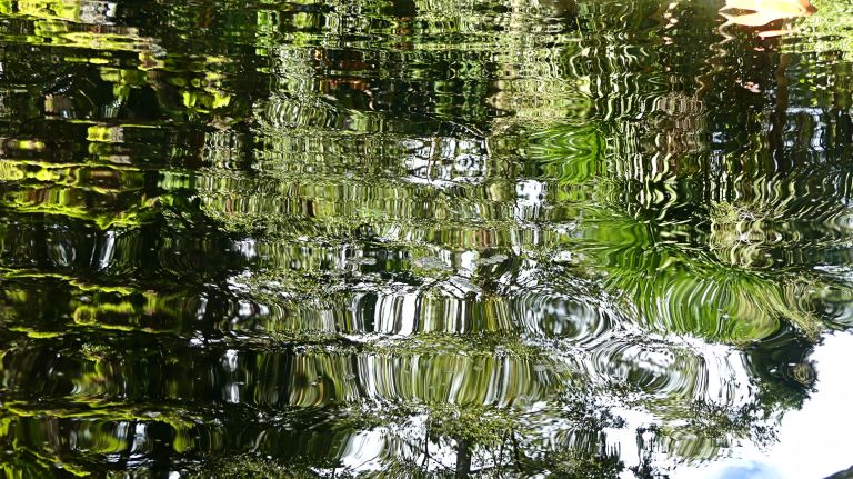 Natural Patterns – Jessica's Nature Blog
